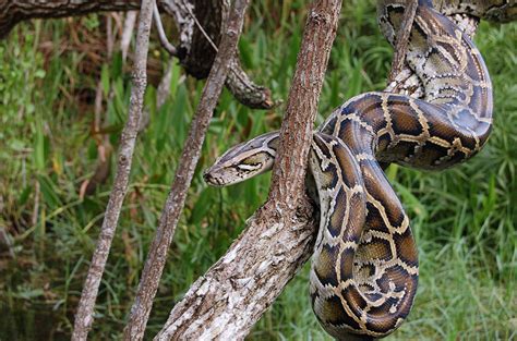 A Burmese Python As Long As A Giraffe S Height Was Caught In Florida