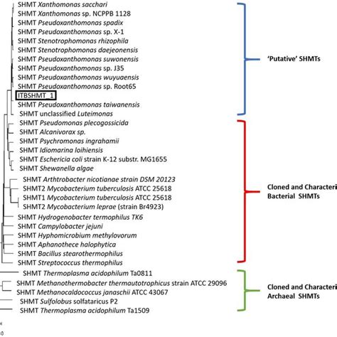 Phylogenetic Tree Constructed By Mega X Program Using Neighbor Joining Download Scientific