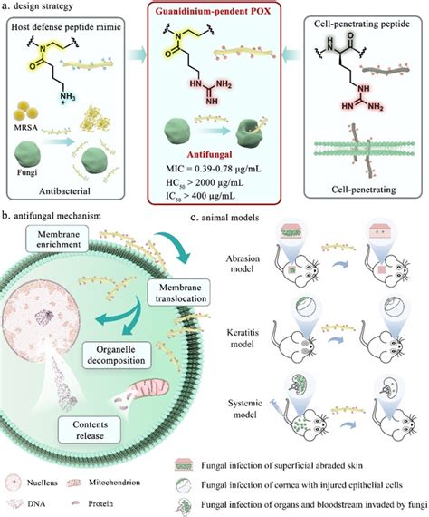【创新前沿】《德国应用化学》报道我校在治疗耐药真菌感染研究领域的最新成果