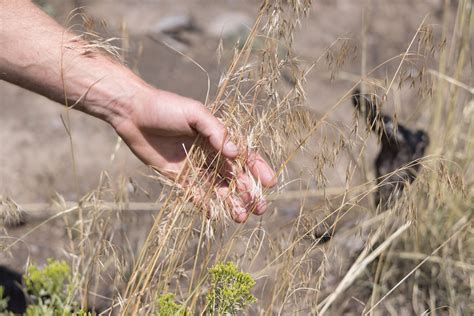 Ongoing Cheatgrass Study Gets ‘into The Weeds With Herbicides Native