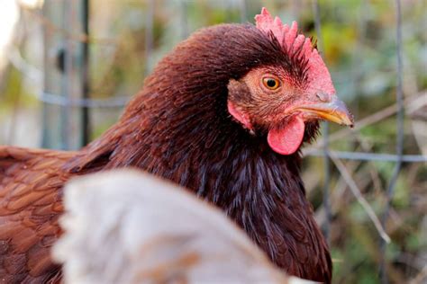 The Optimal Laying Age For Rhode Island Red Chickens A Guide To