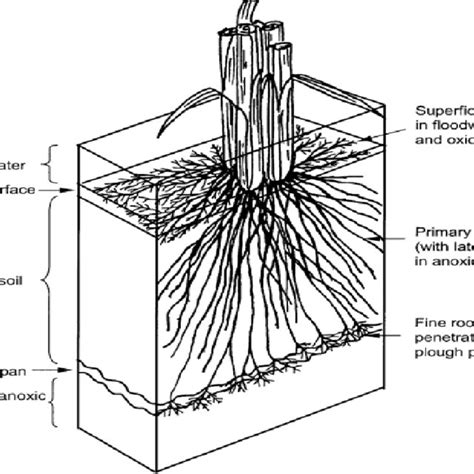 6 Main Features Of Typical Rice Root System In Submerged Soil Kirk