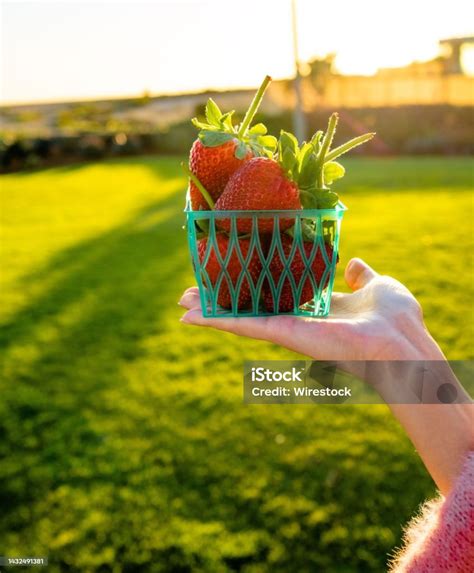 신선한 딸기로 가득 찬 플라스틱 바구니를 들고 손의 수직 샷 농업에 대한 스톡 사진 및 기타 이미지 농업 대형 들