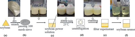 The Schematic Diagram Of Soybean Urease Extraction Process Download Scientific Diagram