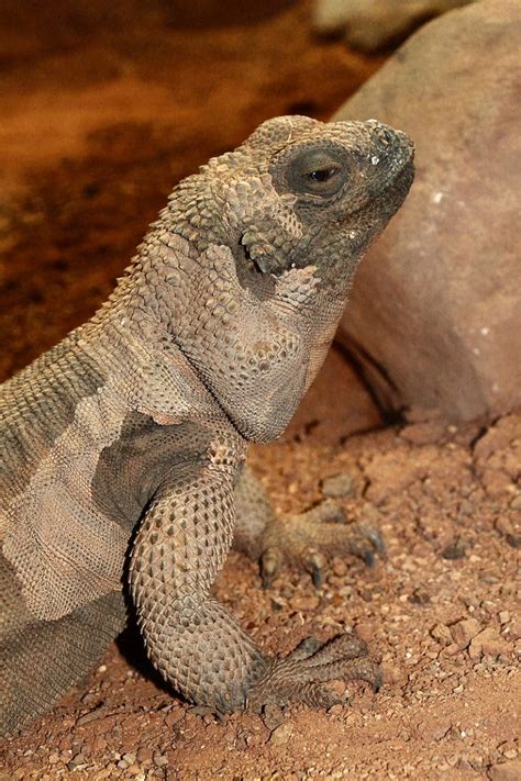Chuckwalla Care Guide Diet Habitat And Handling Tips For Lizard Lovers
