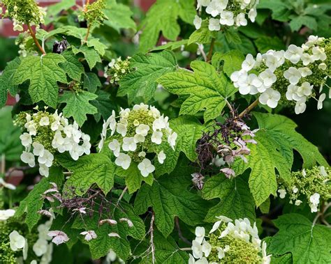 Pruning Oakleaf Hydrangea Bushes Ultimate Beginners Guide Gardening Know How