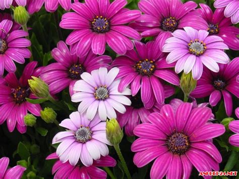 Phim Hoc Sinh Dit Nhau Viet Nam