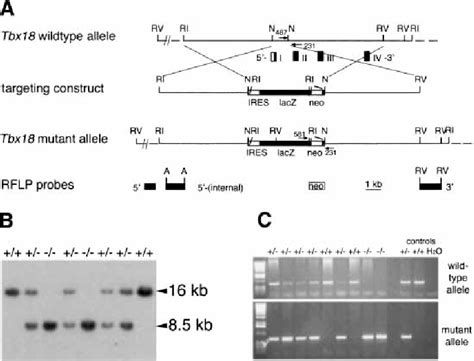 Figure 1 From The T Box Transcription Factor Tbx18 Maintains The Separation Of Anterior And