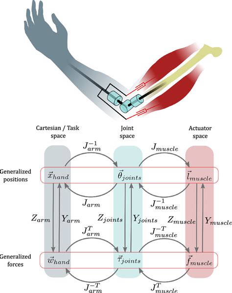 General Overview Of The Coordinate Spaces Relevant For The Control Of Download Scientific