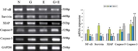 Figure 8 From Emodin Potentiates The Antitumor Effects Of Gemcitabine