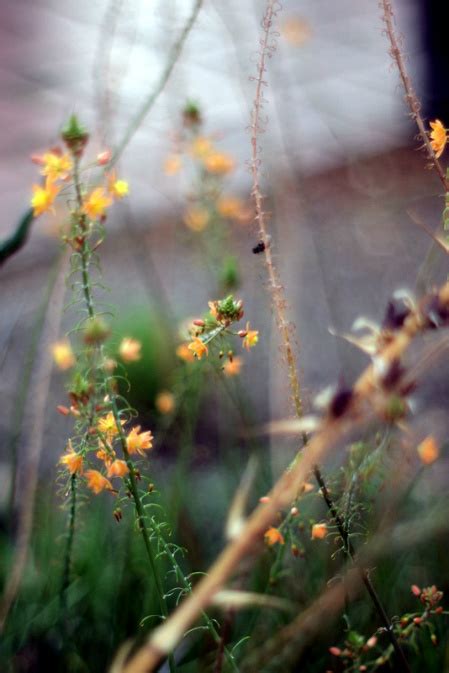 Paradis Express Magic Grass