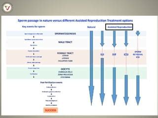 SPERM SELECTION IN ICSI PDF