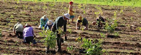 Habitat Protection And Restoration Initiatives C4 Community For Coastal And Cassowary Conservation