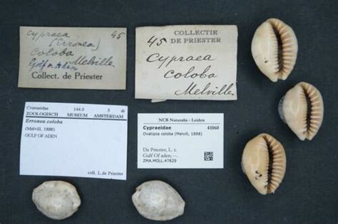 Coloba Cowrie Ovatipsa Coloba · Inaturalist