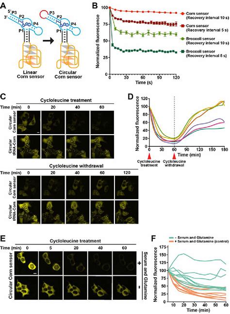 Figure 4 From A Fluorogenic Rna Based Sensor Activated By Metabolite Induced Rna Dimerization