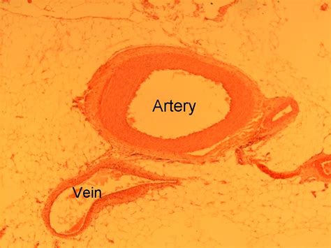 Arteries Veins And Capillaries Microscope