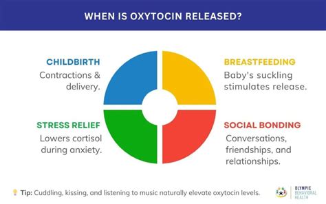 What Is Oxytocin Definition Functions Production Release And Role