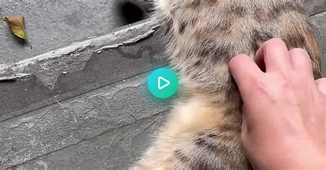 Bubbles The Cat Album On Imgur