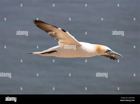 A Gannet Returning To The Nesting Ledge At Bempton Cliffs In 2022 The