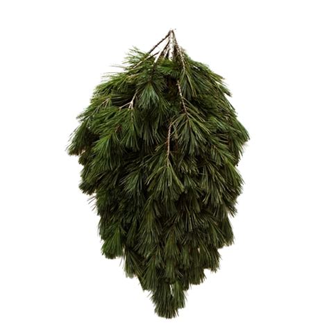 Get Princess Pine Bunch In Mi At English Gardens Nurseries Serving