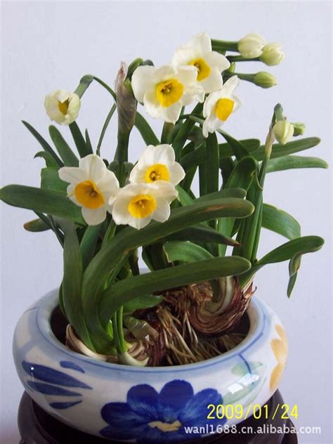 水仙花的品质 水仙花花语 大山谷图库