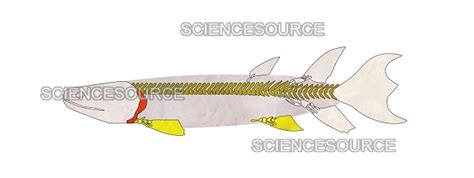 Eusthenopteron Fish Anatomy Illustrat Stock Image Science Source