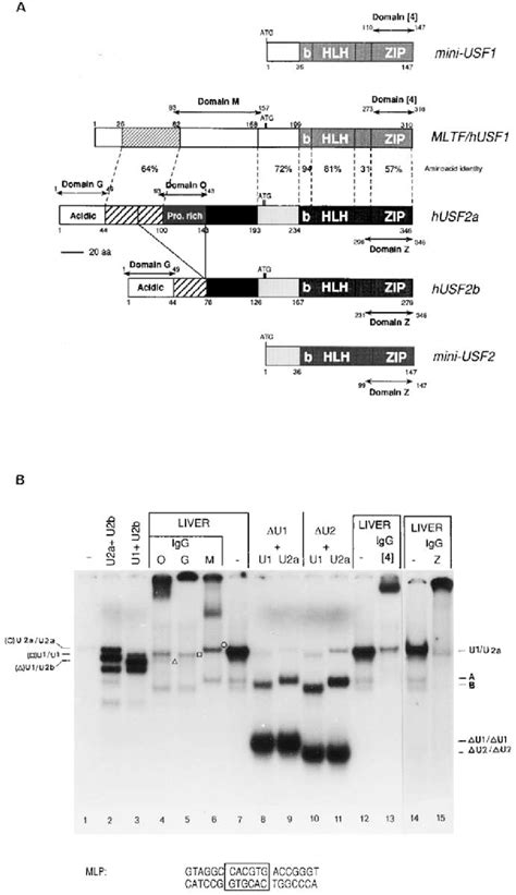 Identification Of Homodimeric And Heterodimeric Usf Complexes A