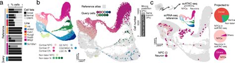 Projection Of Scrna Seq And Scatac Seq Data To Reference Scrna Seq