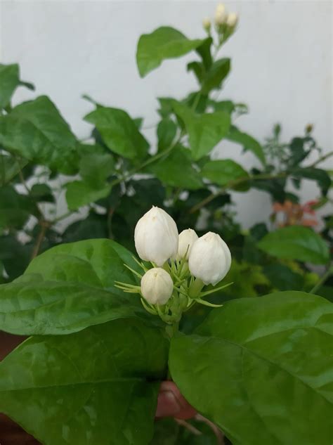 சோழர் பரம்பரையில் ஒரு சோழர் பரம்பரையில் ஒரு எம் எல் ஏ