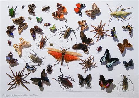 Migrating Insects Another Incredible Design Does God Exist Today