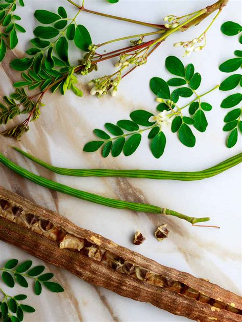 Moringa Tree How To Grow And Care For Moringa Plants