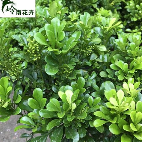 米兰花盆栽九里香植物室外阳台绿植盆景驱蚊虫四季开花卉绿植浓香 虎窝淘