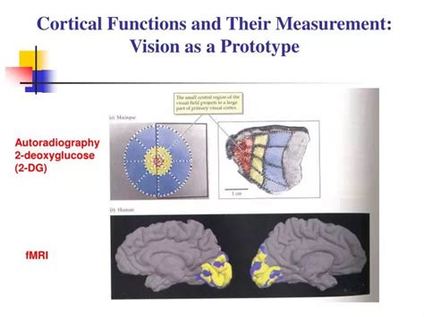 Ppt Cortical Functions And Their Measurement Vision As A Prototype Powerpoint Presentation