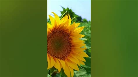 ভুলে যাবো আমিও ভেবেছি Youtube