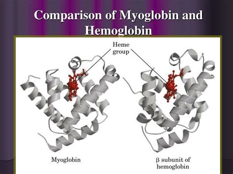Ppt Protein Functions Powerpoint Presentation Free Download Id 6076468
