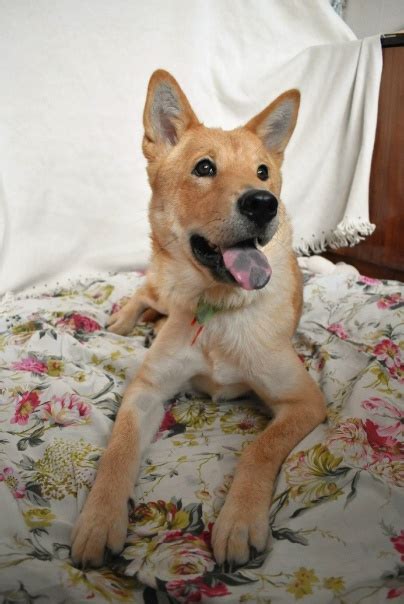 Ищем дом李 Чара метис чау чау Собака очень добрая ласковая У нее спокойный ненавязчивый