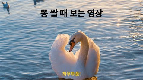 23년 완벽한 Ai 등장 Ai가 알려주는 똥 싸는 방법 챗gpt 변비 해결해주는 영상 편안한 음악 Youtube