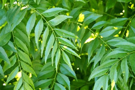 Curry Leaves Benefits And Uses Gardeners Magazine
