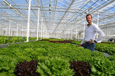 Sla Slablaadjes En Jonge Bladgroenten Groeien In De Mix