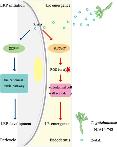 Trichoderma Secreted Anthranilic Acid Promotes Lateral Root Development Via Auxin Signaling And
