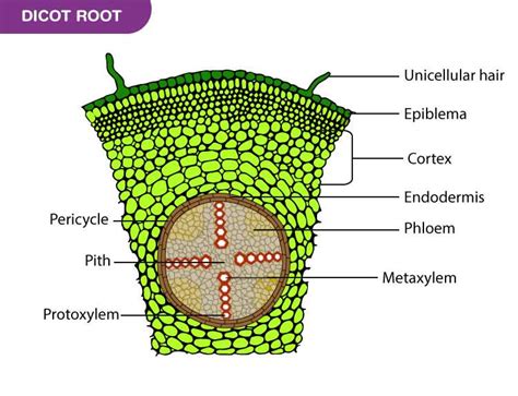 Structure Of Dicot Root A Visual Representation