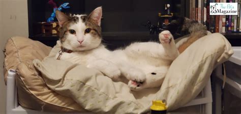 Get To Know The Cavapoo Your Ultimate Guide To Adorable Designer Breed