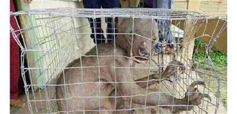 民间常说的“水鬼”到底是什么神秘生物？今天可算是知道了 搜狐大视野 搜狐新闻