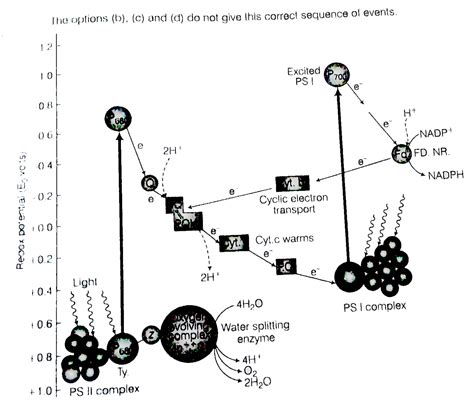 Ps I Ferredoxin Ps Ii