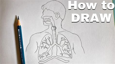 Respiratory System Outline Drawing