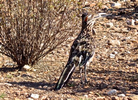 Roadrunner Habitat And Wildlife