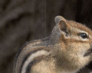 Easy Ways To Reduce Noise In GIMP Step By Step