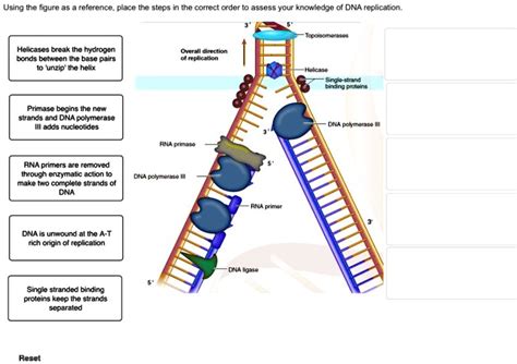 Using The Figure As A Reference Place The Steps In The Correct Order