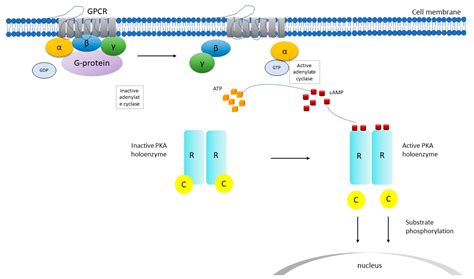 Prkar1a And Thyroid Tumors