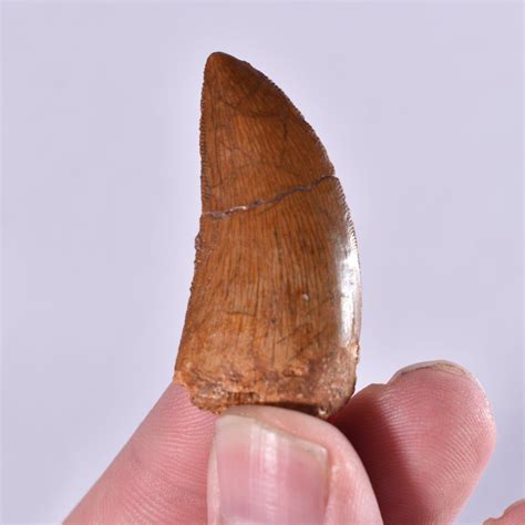 Carcharodontosaurus Tooth 45mm Finest Fossils